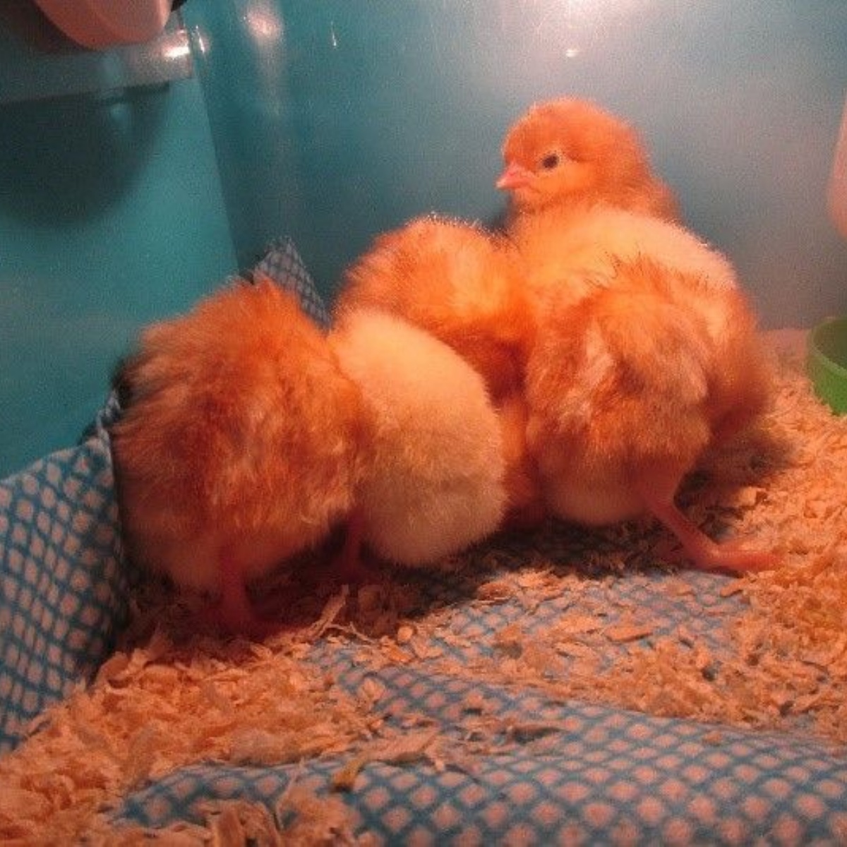 Nursery Federation - Chicks hatching